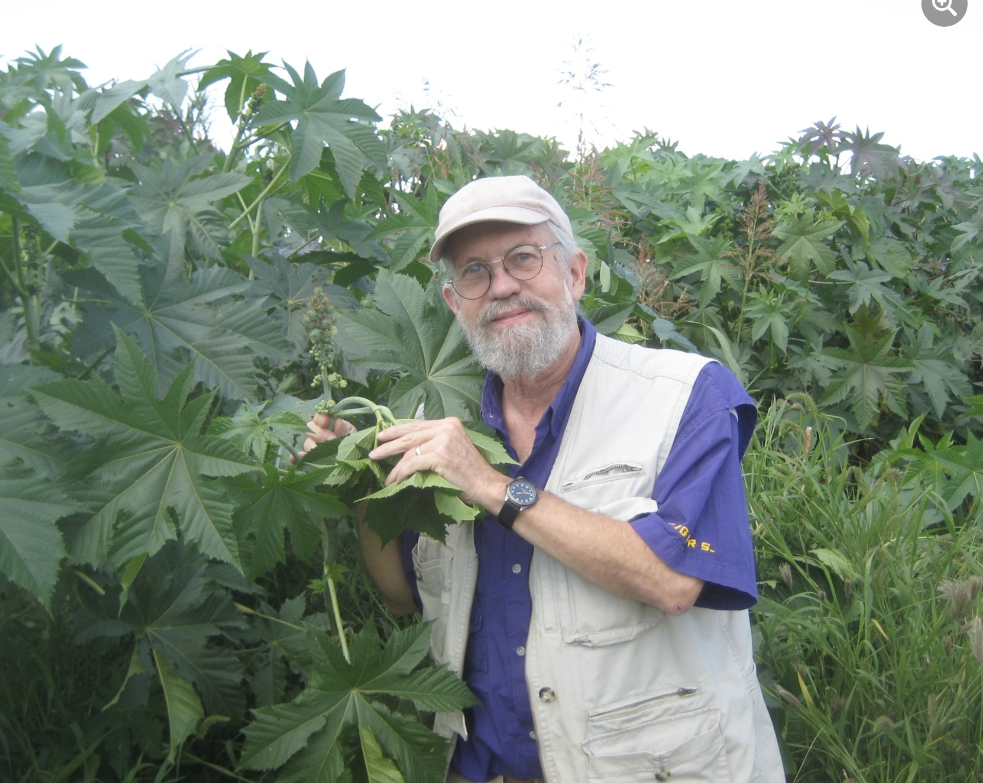 Lecture To Focus On Castor Bean Plant | News, Sports, Jobs - Post Journal